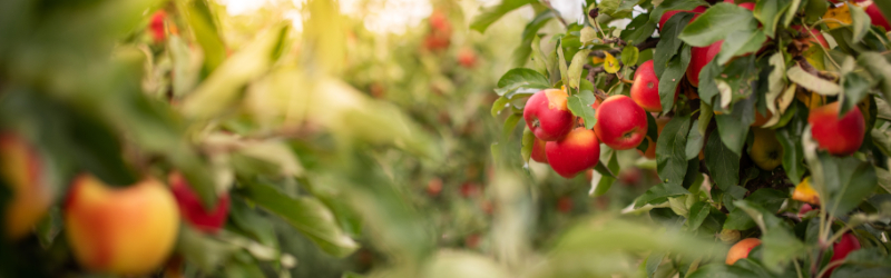 Step by step to more sustainability